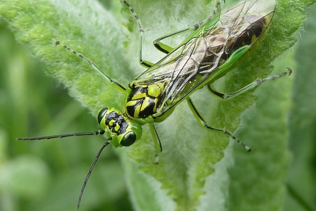 Remarkable Insect Discovery Could Benefit Modern Surgery Say Scientists ...